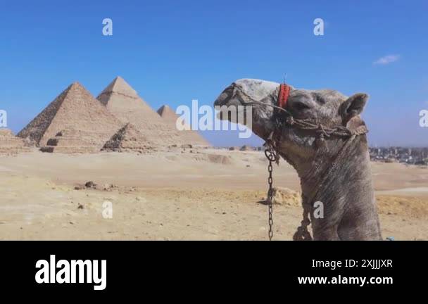 Camel in great pyramids of giza Stock Videos & Footage - HD and 4K ...