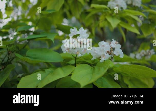 Beautiful catalpa blossom. White catalpa flowers and green leaves ...