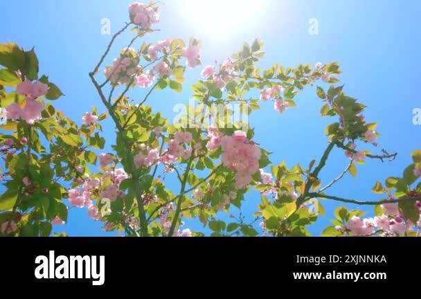 Zoom in the blooming branches of Sakura (Japanese Cherry) tree in Kyoto ...