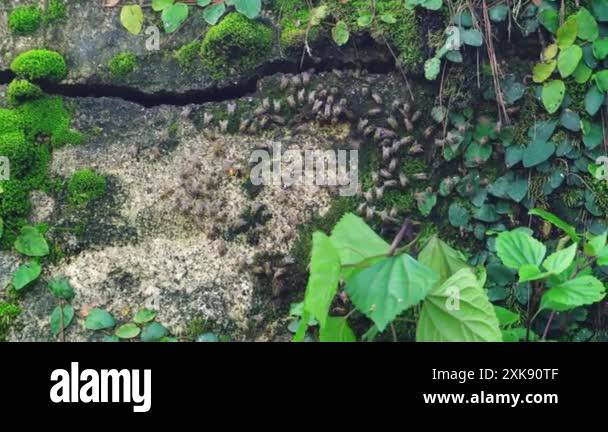Rainy season insects Stock Videos & Footage - HD and 4K Video Clips - Alamy