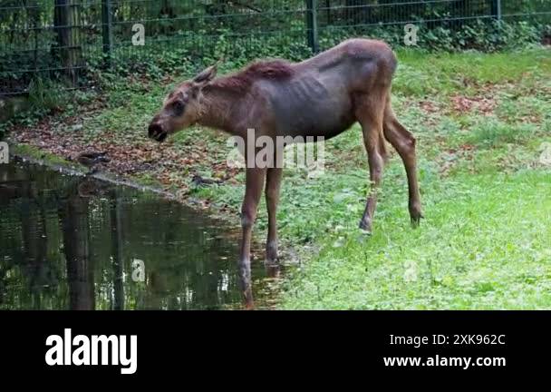 The moose or elk, Alces alces is the largest extant species in the deer ...