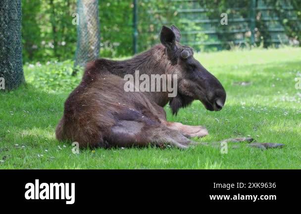 The moose or elk, Alces alces is the largest extant species in the deer ...
