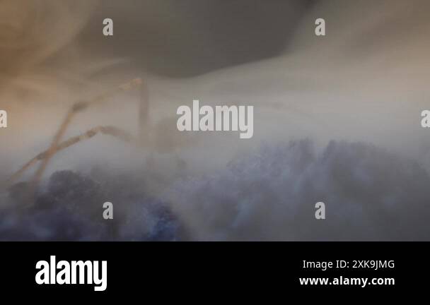 Spider beauty Stock Videos & Footage - HD and 4K Video Clips - Alamy