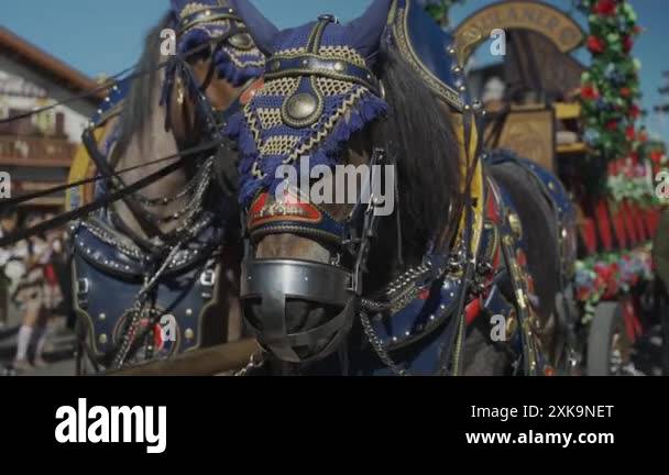 Horse and hack carriage Stock Videos & Footage - HD and 4K Video Clips ...