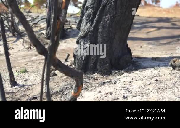Tree fire scar Stock Videos & Footage - HD and 4K Video Clips - Alamy