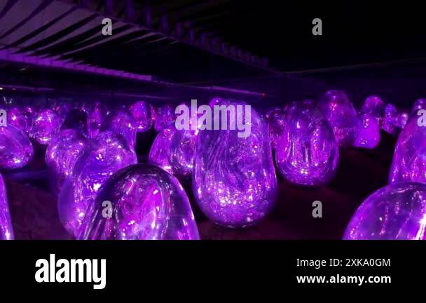 teamLab Planets TOKYO is a museum where you walk through water, and a ...