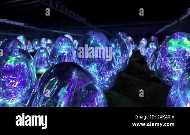 Teamlab artwork Stock Videos & Footage - HD and 4K Video Clips - Alamy