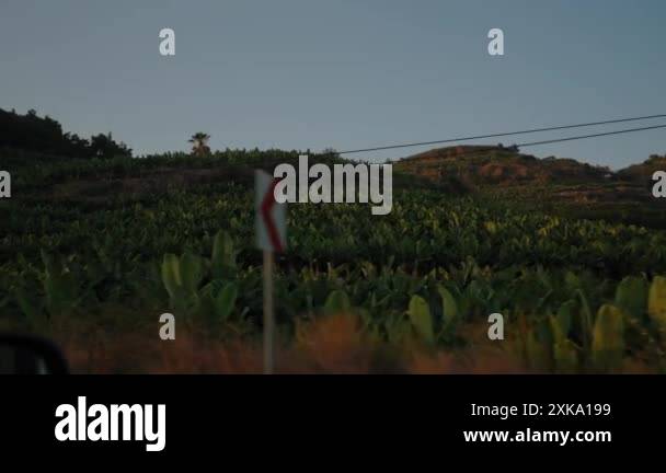 Verdant plantations Stock Videos & Footage - HD and 4K Video Clips - Alamy