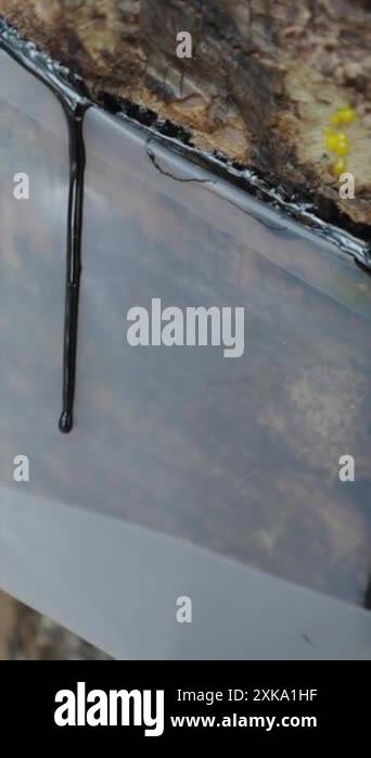 Rubber making tree Stock Videos & Footage - HD and 4K Video Clips - Alamy