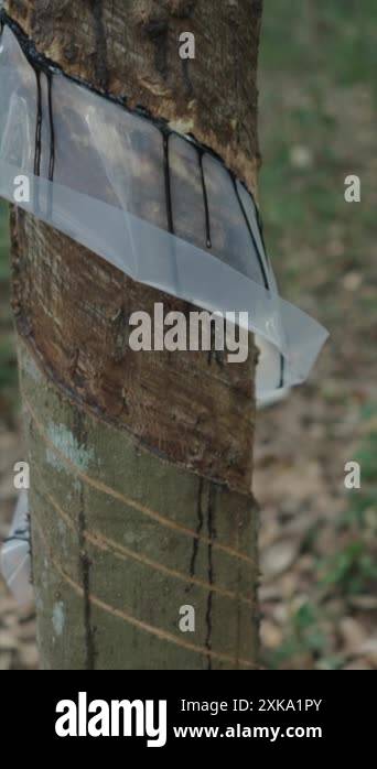Tree trunk container Stock Videos & Footage - HD and 4K Video Clips - Alamy
