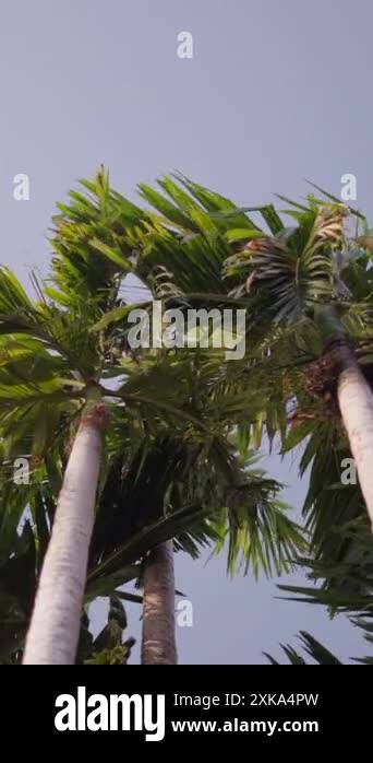 Vertical shot big trees Stock Videos & Footage - HD and 4K Video Clips ...