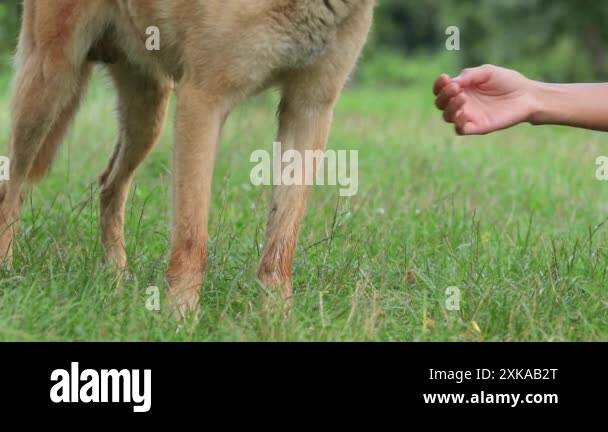 Dog and human connection Stock Videos & Footage - HD and 4K Video Clips ...