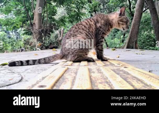 Crawl ready pose Stock Videos & Footage - HD and 4K Video Clips - Alamy