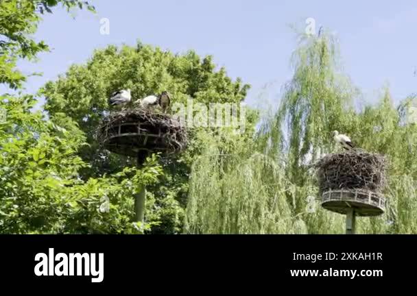 Birdwatching platforms Stock Videos & Footage - HD and 4K Video Clips ...