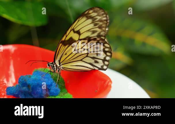 Kites food Stock Videos & Footage - HD and 4K Video Clips - Alamy