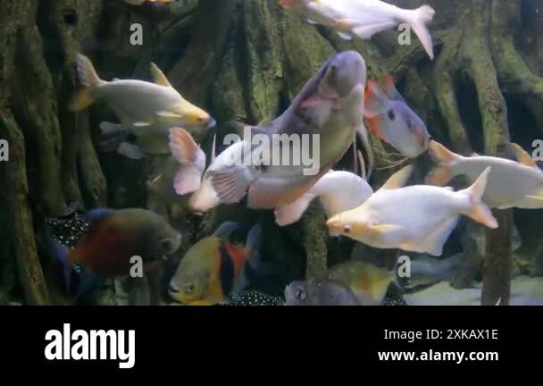 Swim in the raw Stock Videos & Footage - HD and 4K Video Clips - Alamy