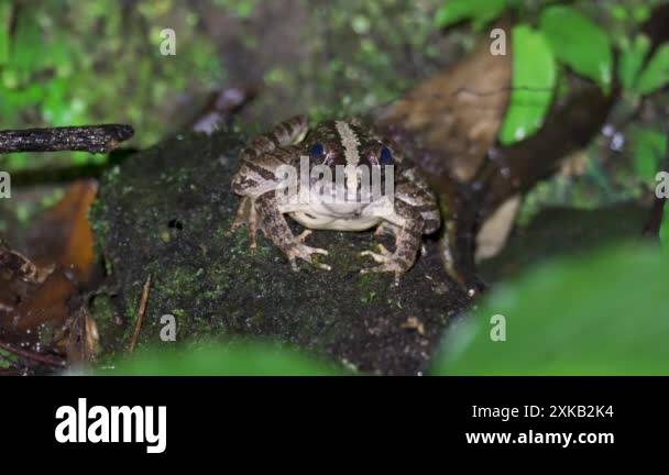 Asian Grass Frog (Fejervarya limnocharis) sitting on a mossy rock at ...