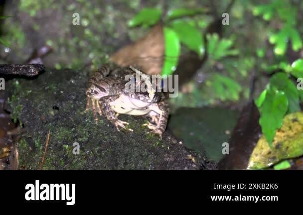 Asian Grass Frog (Fejervarya limnocharis) sitting on a mossy rock at ...