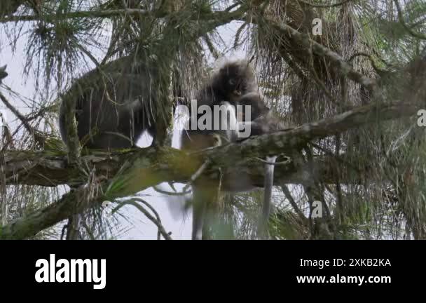 Family of Dusky Leaf Monkey grooming on pine tree in forest. Spectacled ...