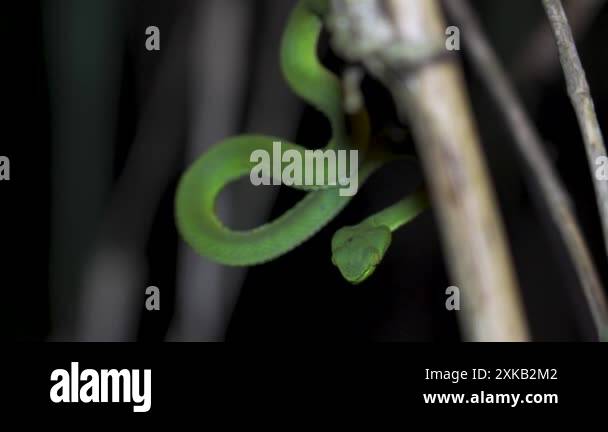 Snake hill park Stock Videos & Footage - HD and 4K Video Clips - Alamy