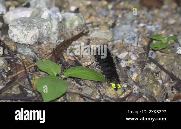 Glowworm beetle Stock Videos & Footage - HD and 4K Video Clips - Alamy