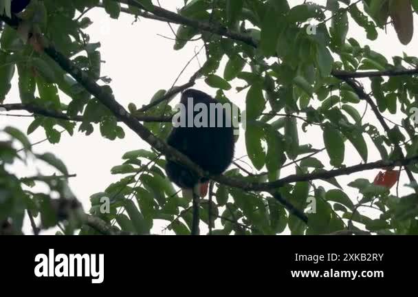 Siamang Gibbon sit on tree in tropical rainforest. Symphalangus ...