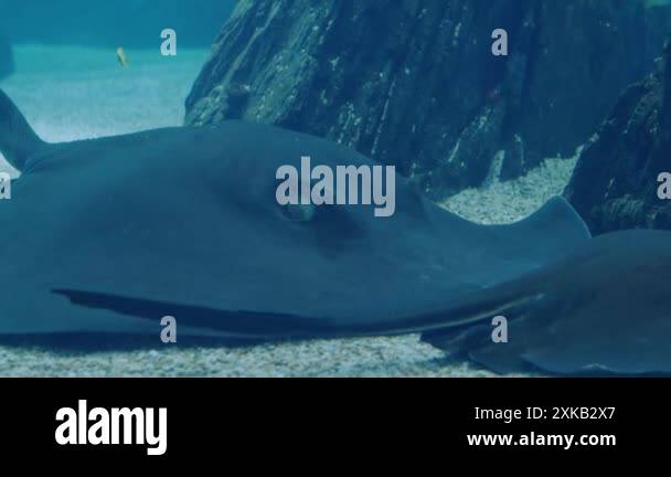 A detailed underwater view of a large stingray swimming gracefully near ...