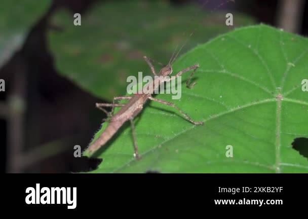 Pet stick insects Stock Videos & Footage - HD and 4K Video Clips - Alamy