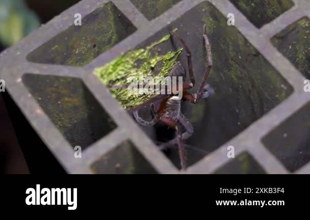 Jungle huntsman spider Stock Videos & Footage - HD and 4K Video Clips ...