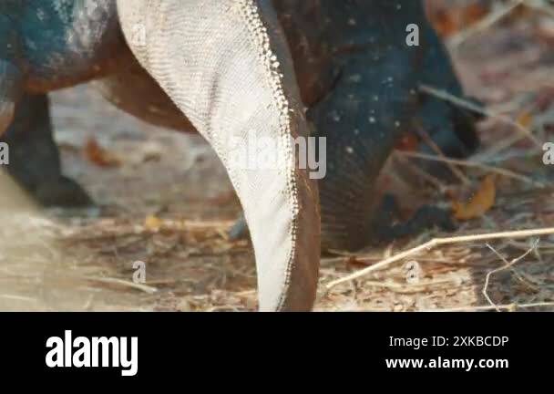 Komodo dragon view in Stock Videos & Footage - HD and 4K Video Clips ...