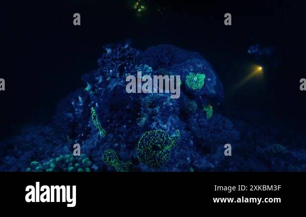 Female diver swims near the coral reef shining in UV light. Underwater ...