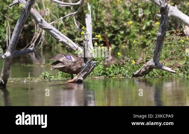 Adolescent duck Stock Videos & Footage - HD and 4K Video Clips - Alamy