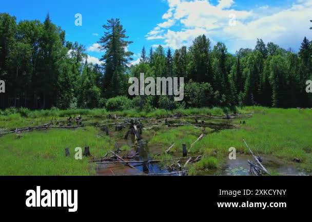 Land swamp and dry Spruce tree trunks rising from green watery surface ...