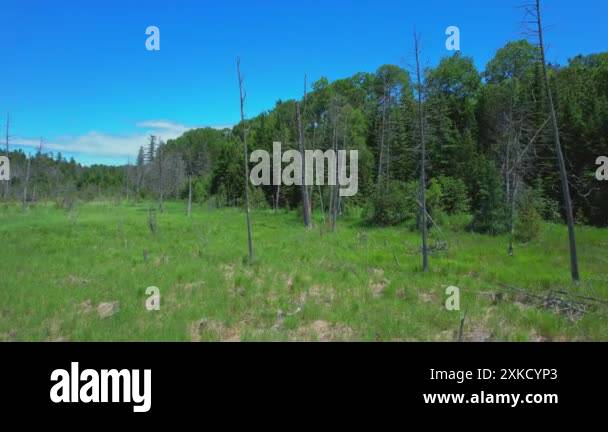 Land swamp and dry Spruce tree trunks rising from green watery surface ...