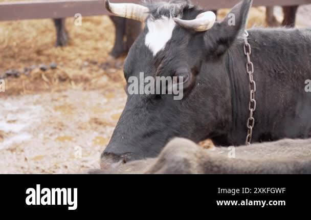 Cow management Stock Videos & Footage - HD and 4K Video Clips - Alamy