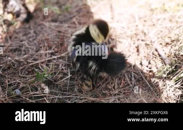 Walking baby duck Stock Videos & Footage - HD and 4K Video Clips - Alamy