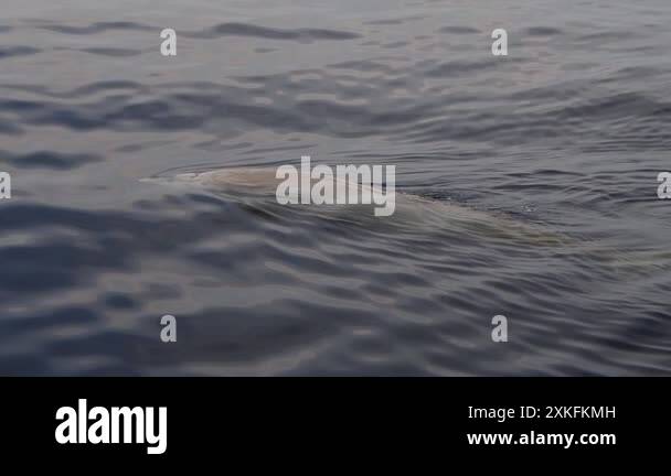 ziphius cavirostris Cuvier's Beaked whale breathing on sea surface ...