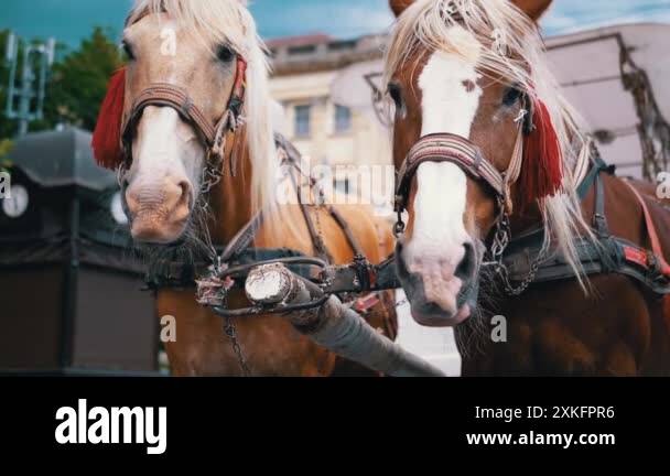 Two Brown Horses Stand in a Team Harnessed to a Cart on a City Street ...