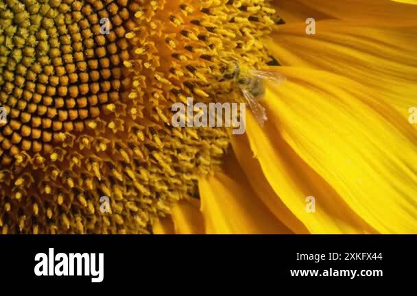 Macro view of bees on yellow sunflower collecting nectar. Amazing ...