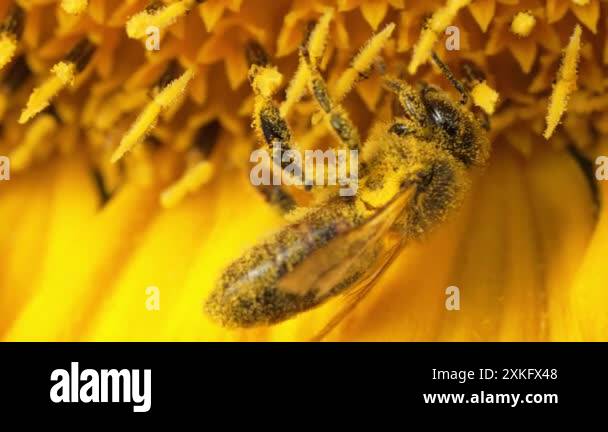 Macro view of bees on yellow sunflower collecting nectar. Amazing ...