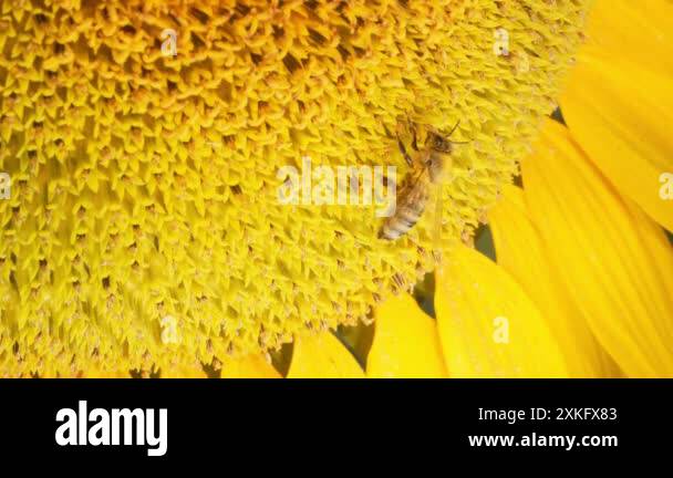 Macro view of bees on yellow sunflower collecting nectar. Amazing ...