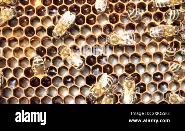 Life and reproduction of bees. Eggs and larvae in combs.Bees look after ...