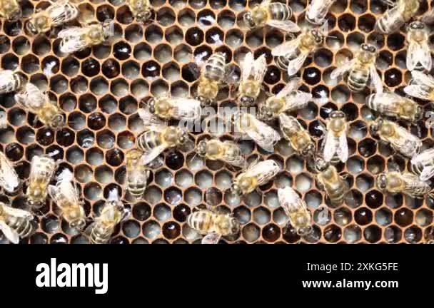 Life and reproduction of bees. Eggs and larvae in combs.Bees look after ...