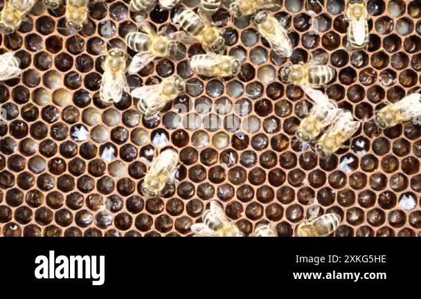 Life and reproduction of bees. Eggs and larvae in combs.Bees look after ...