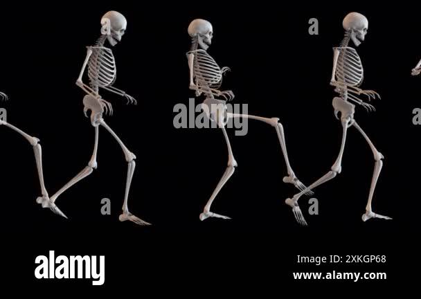 3D animated Skeleton characters in an endless looping creeping walk ...