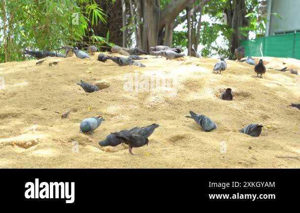 Pile of pigeons Stock Videos & Footage - HD and 4K Video Clips - Alamy