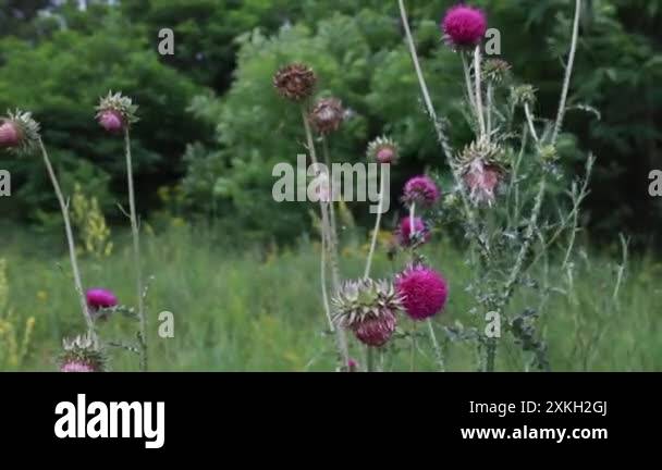 Slender flower thistle Stock Videos & Footage - HD and 4K Video Clips ...