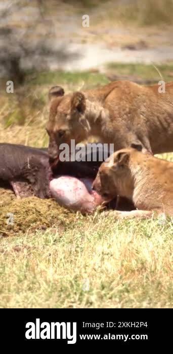Lion feeding Stock Videos & Footage - HD and 4K Video Clips - Alamy