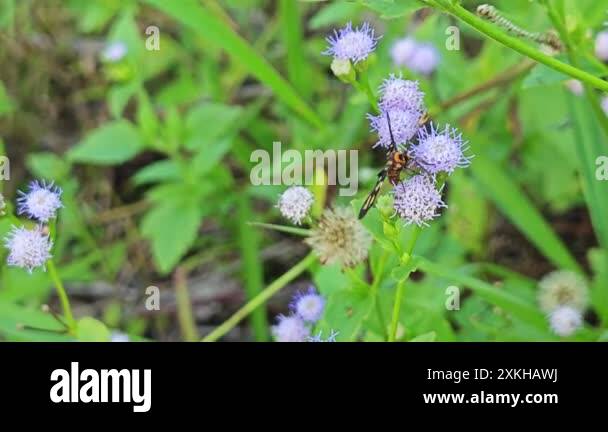 Billygoat flower Stock Videos & Footage - HD and 4K Video Clips - Alamy