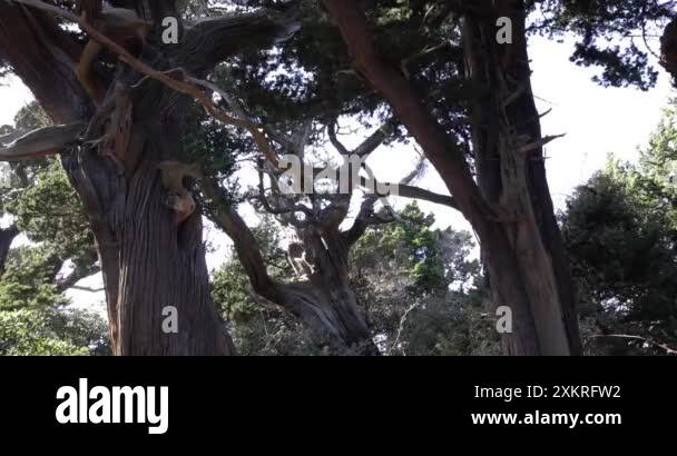 Japanese cypress trees Stock Videos & Footage - HD and 4K Video Clips ...